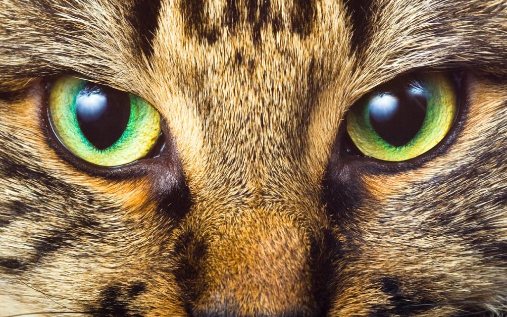 Incredible Things Animals Can Do That We Can t Love Your Pet Pets incredible-things-animals-can-do-that-we-can-t-love-your-pet-pets