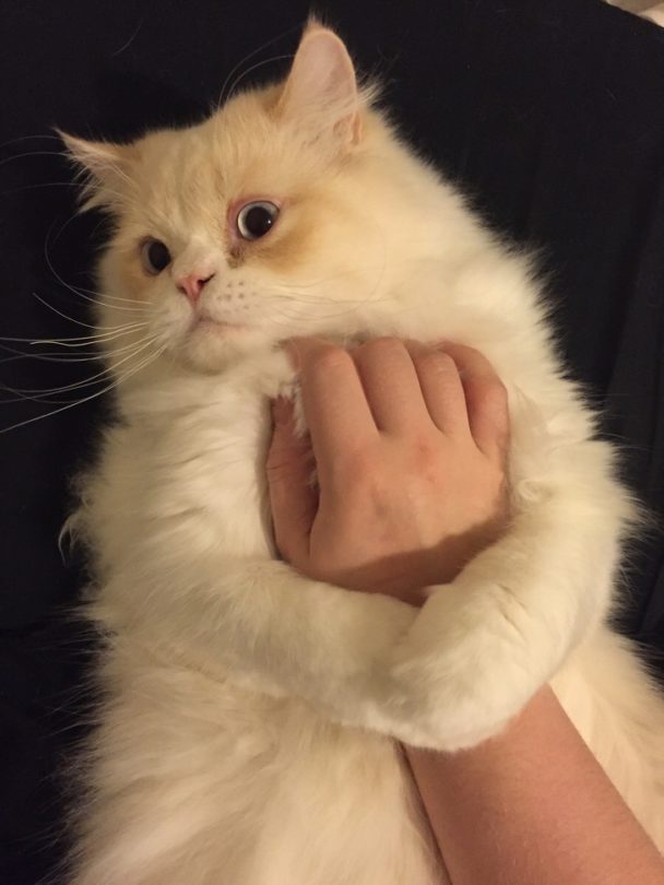 Wacky Felines That Are Purposely Failing at Being Cats - Love Your Pet ...